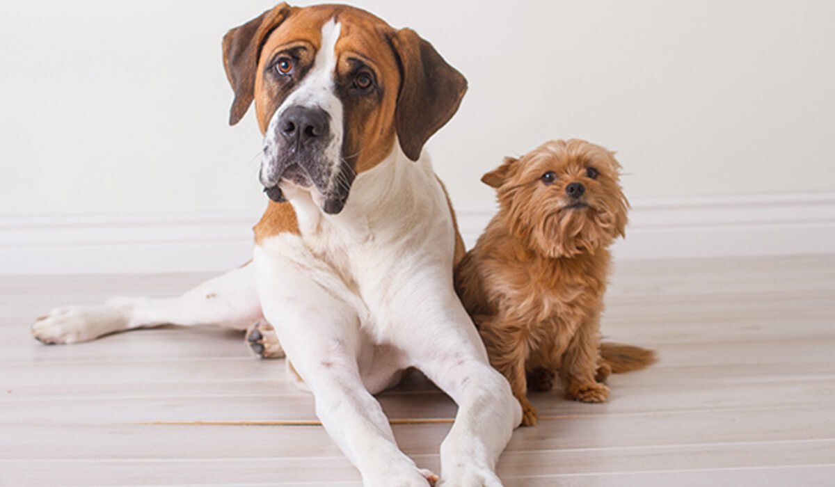 How to Train a Large Sized and a Small Sized Dog to Co-Exist? - Piethis